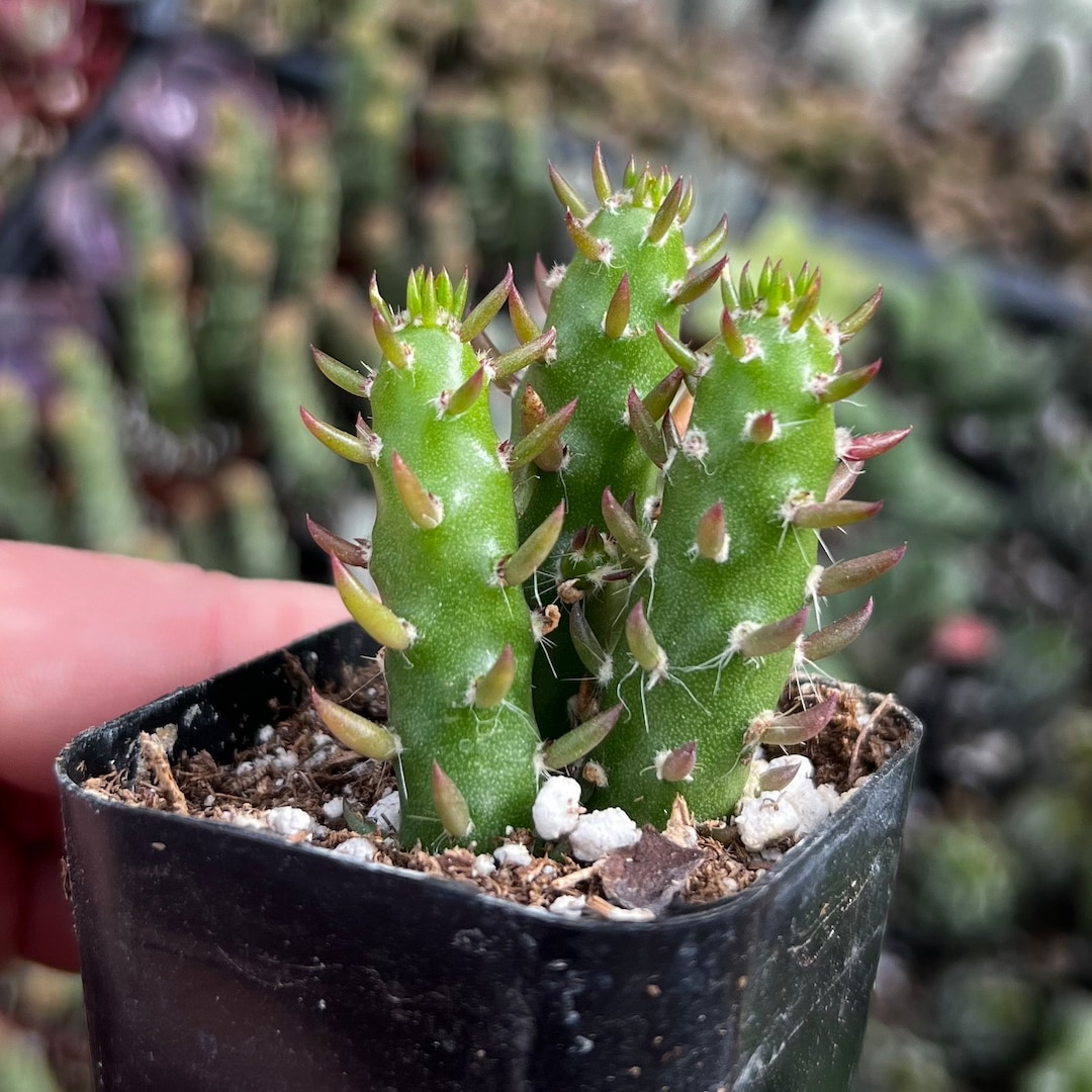 2 Austrocylindropuntia Subulata Cactus / Eves Pin - Etsy
