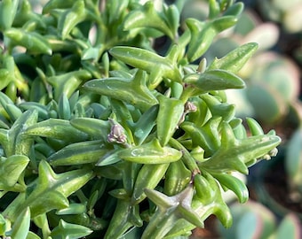 String of Dolphins | 2 Inch | Live Succulent Hanging Plant | Indoor ...