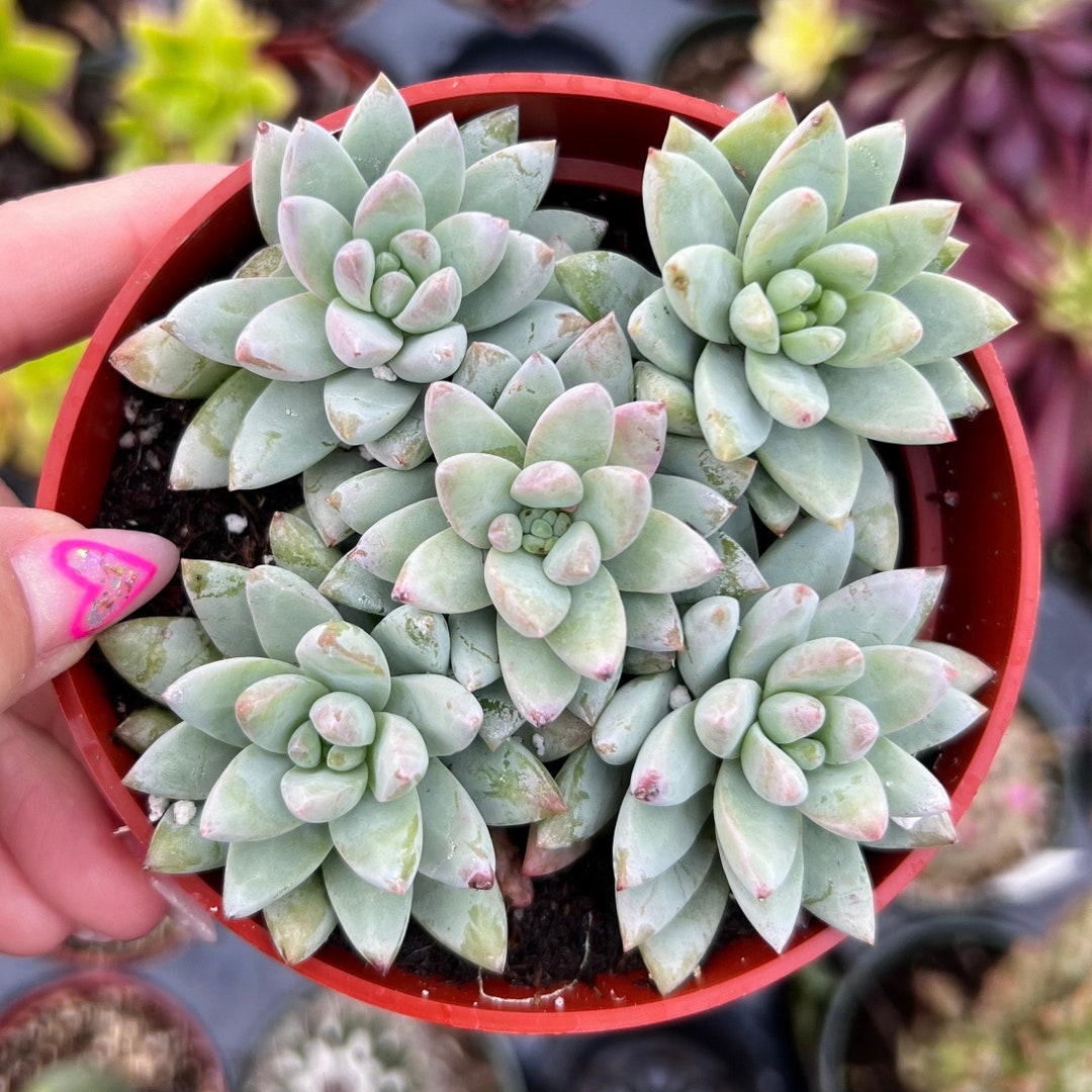4” Sedeveria Burrito Blue Succulent Plant - Etsy