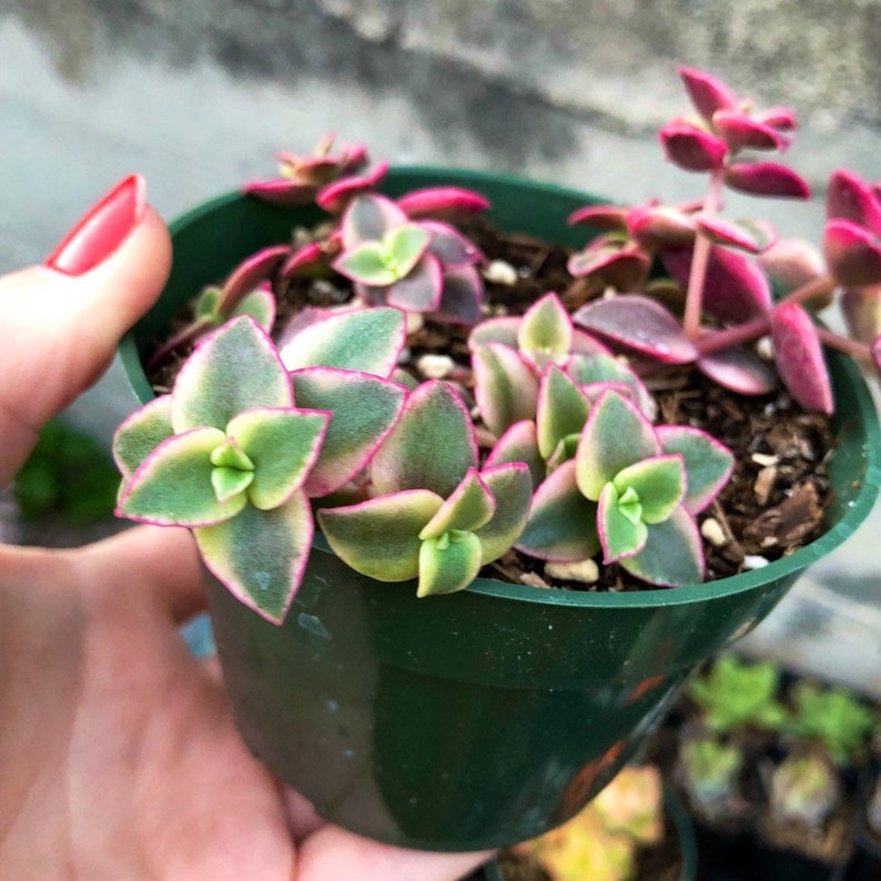 Crassula Pellucida Variegata / Pink Calico Kitten - Etsy