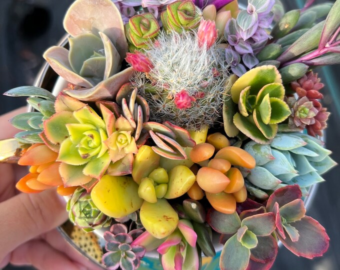 Leopard Succulent Teacup & Saucer - Etsy