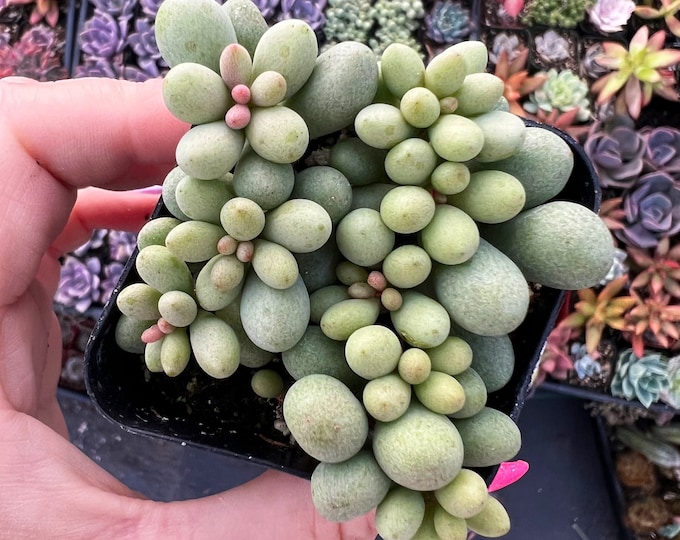 2” Tylecodon Schaeferianus Fairy Tale Plant - Etsy