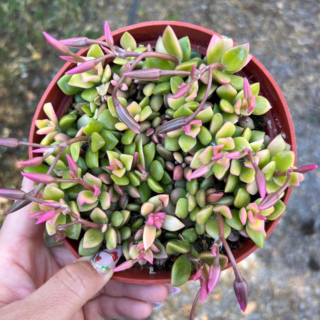 6” Sunrise Variegata / Variegated Succulent Plant - Etsy