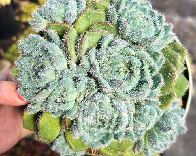 6” Echeveria Setosa Mexican Fire Cracker Cluster - Etsy
