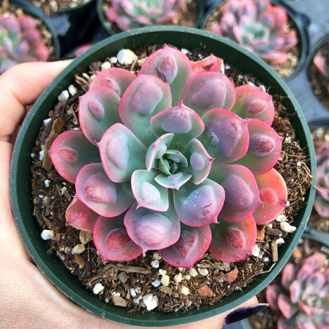 2”, 4" & 6" Echeveria Raindrops Succulent Plant - Etsy