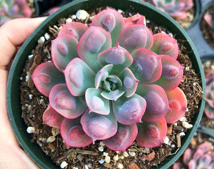 2”, 4" & 6" Echeveria Raindrops Succulent Plant - Etsy