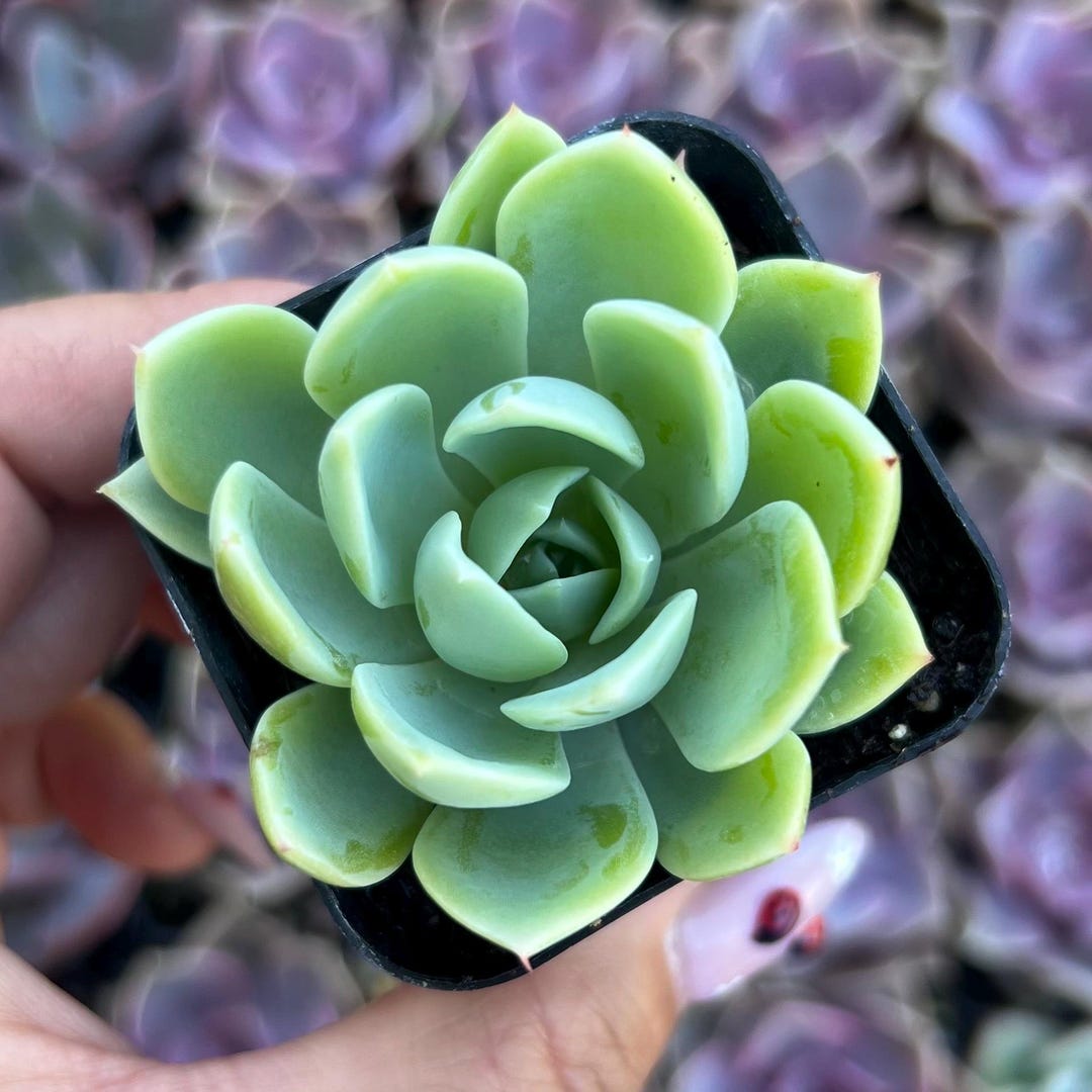 2” Echeveria Blue Atoll Succulent Plant - Etsy