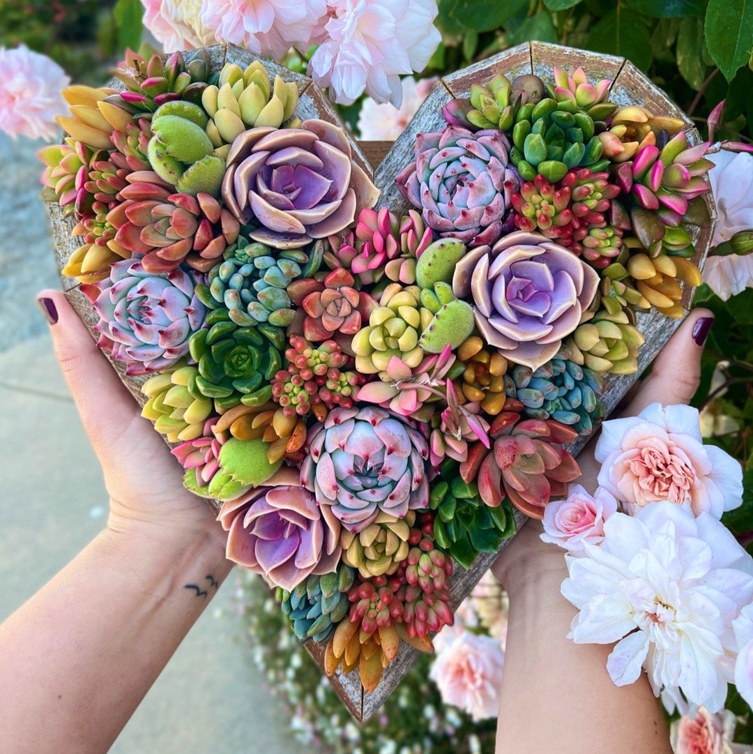 11" Succulent Heart Arrangement / Living / Gift / Valentines Day - Etsy
