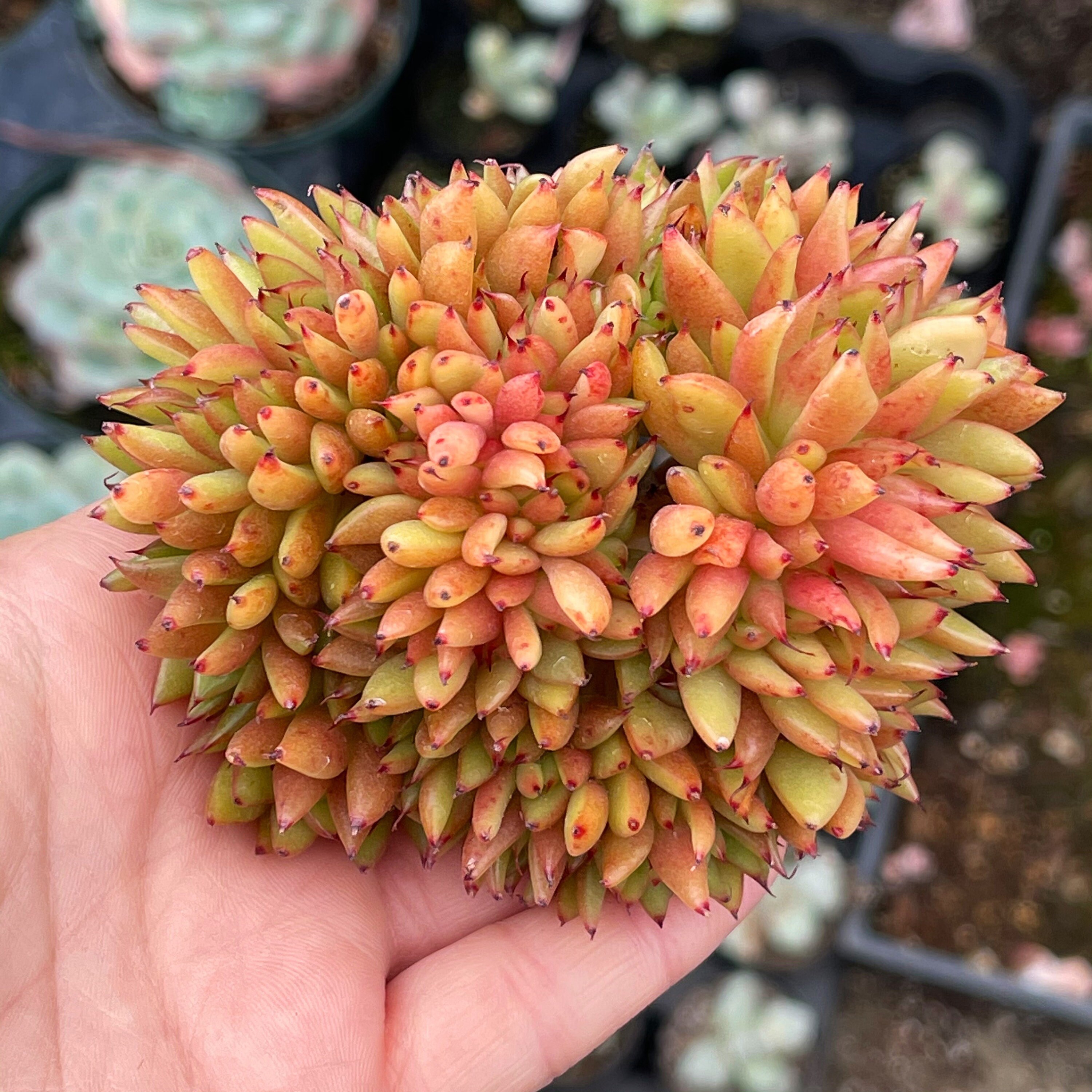 Succulents & Cacti Echeveria Agavoides Gold Label Cristata Rare Korean Crested Succulent Plants ...