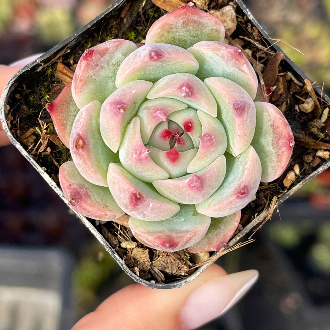 2” Echeveria Colorata Succulent Plant - Etsy