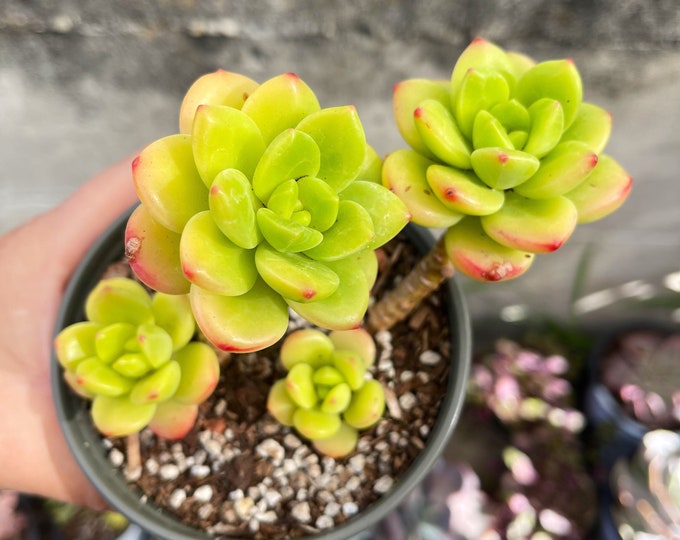 Sedum Peridot / Rare Korean Succulent - Etsy