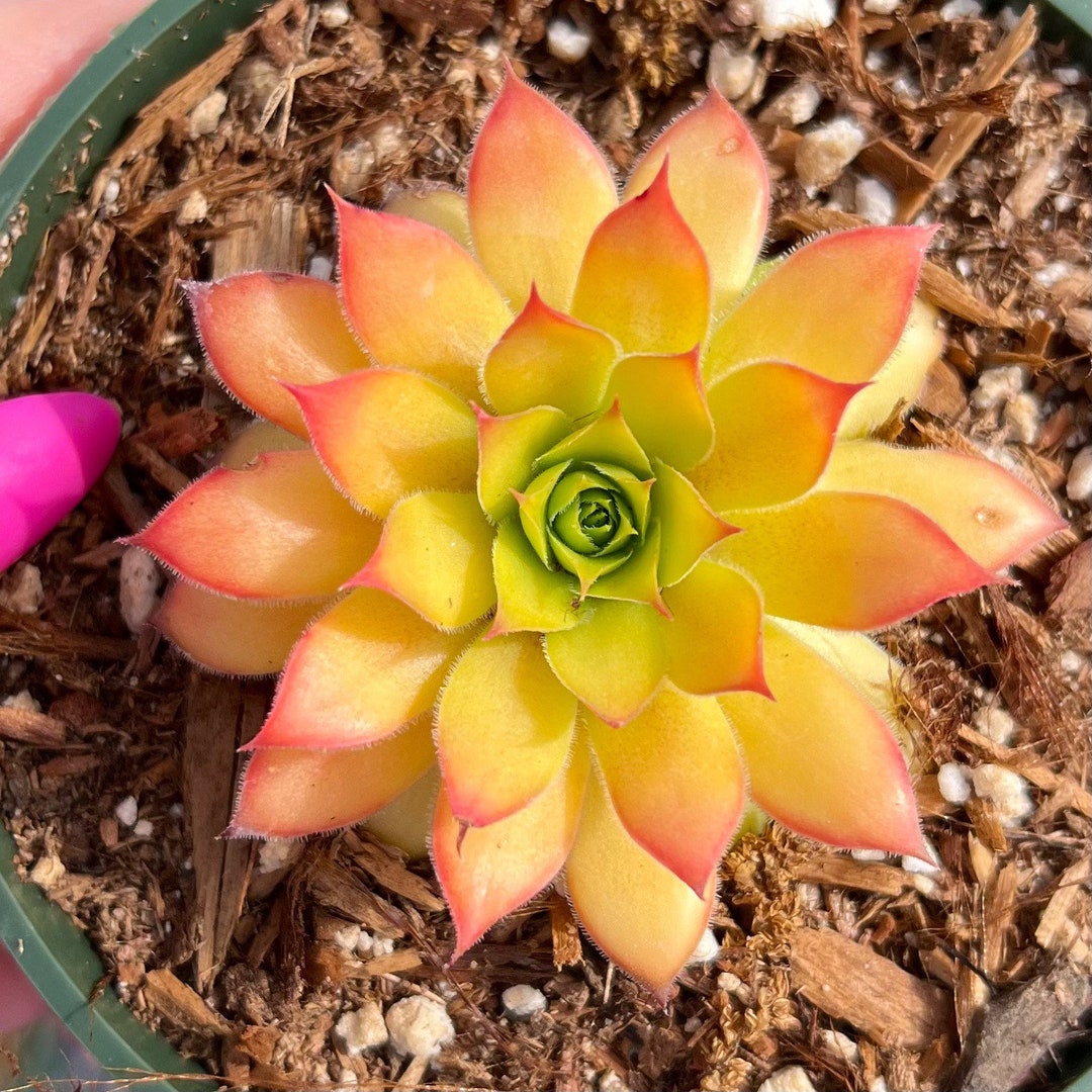 2”, 4” & 6” Sempervivum Gold Nugget Succulent Plant - Etsy