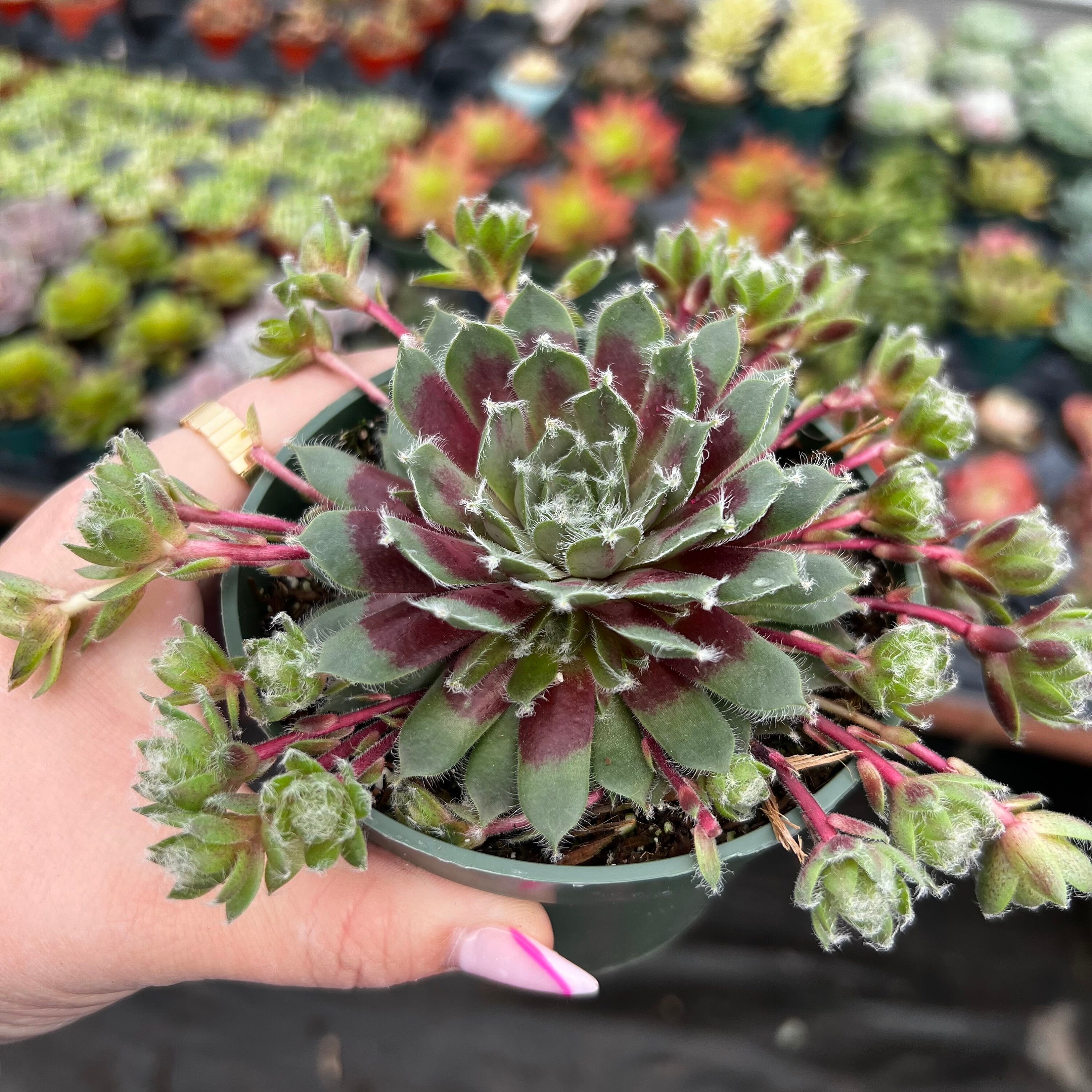 4 Sempervivum Jade Rose / Cold Hardy Succulent Plant - Etsy