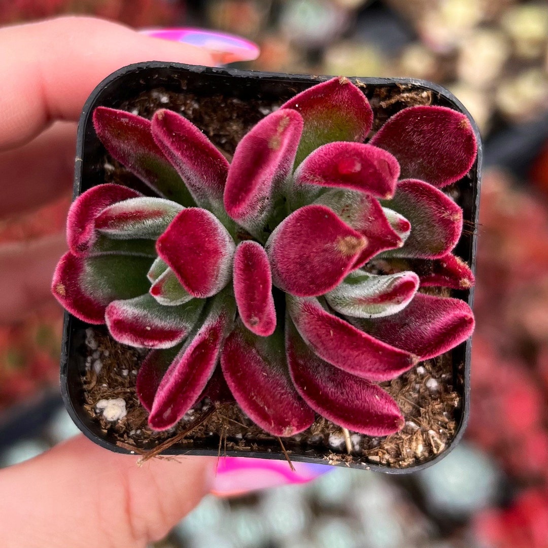 2” Echeveria Harmsii Ruby Slippers – Velvet Red Rosette Succulent - Etsy