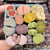 Beautiful Succulent: Dicrocaulon Ramulosum (l.bolus) Ihlenf Purple ...