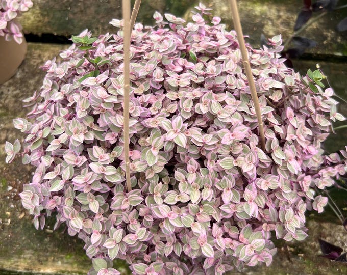 Callisia Repens Pink Panther Plant - 6” Pot - Etsy