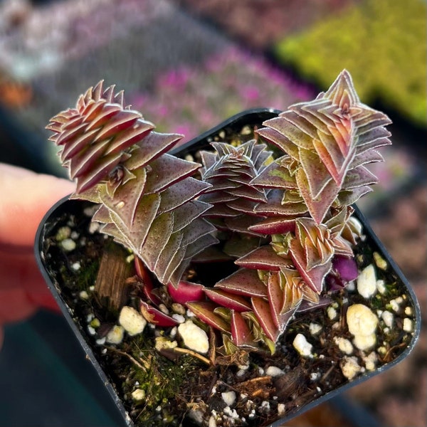 Red Pagoda Crassula - Etsy