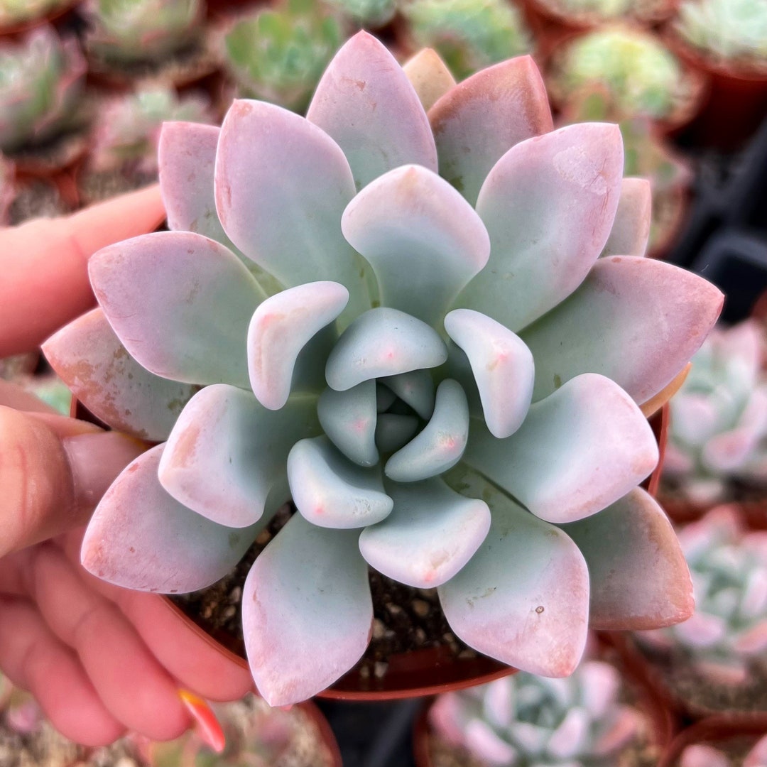 4 Graptoveria Opalina - Etsy