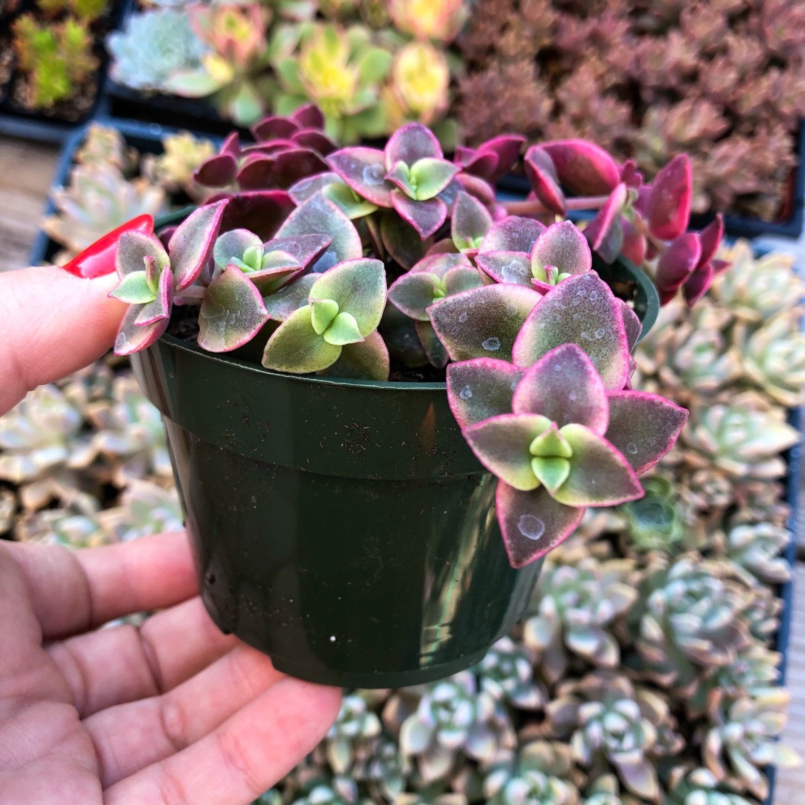 Crassula Pellucida Variegata / Pink Calico Kitten - Etsy