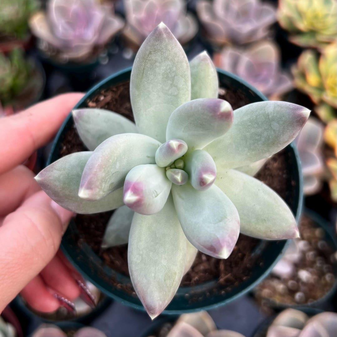 4” Pachyphytum Moon Silver Succulent Plant - Etsy