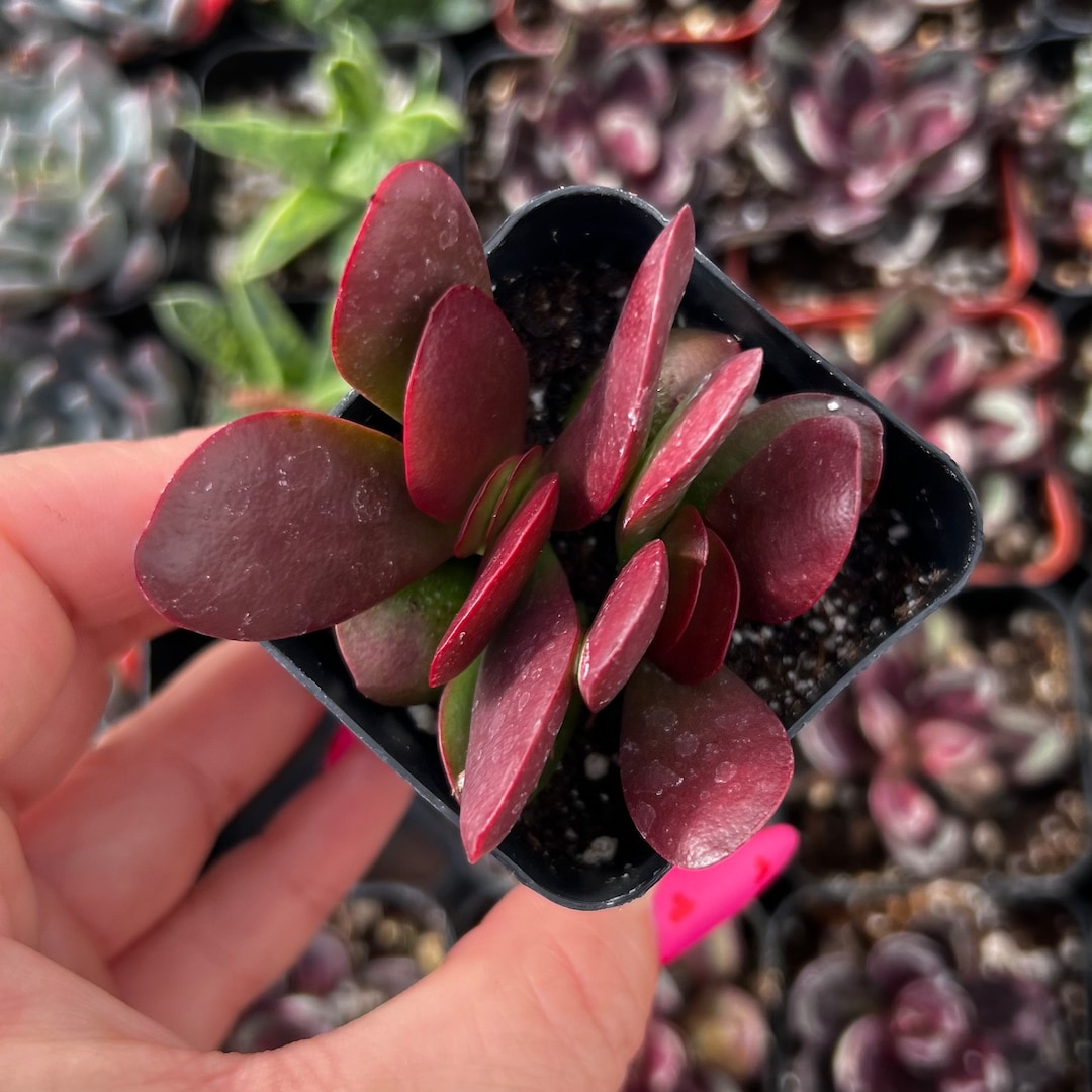 Crassula Platyphylla – Ruby-tipped Succulent | Live Plant in 2” Pot - Etsy