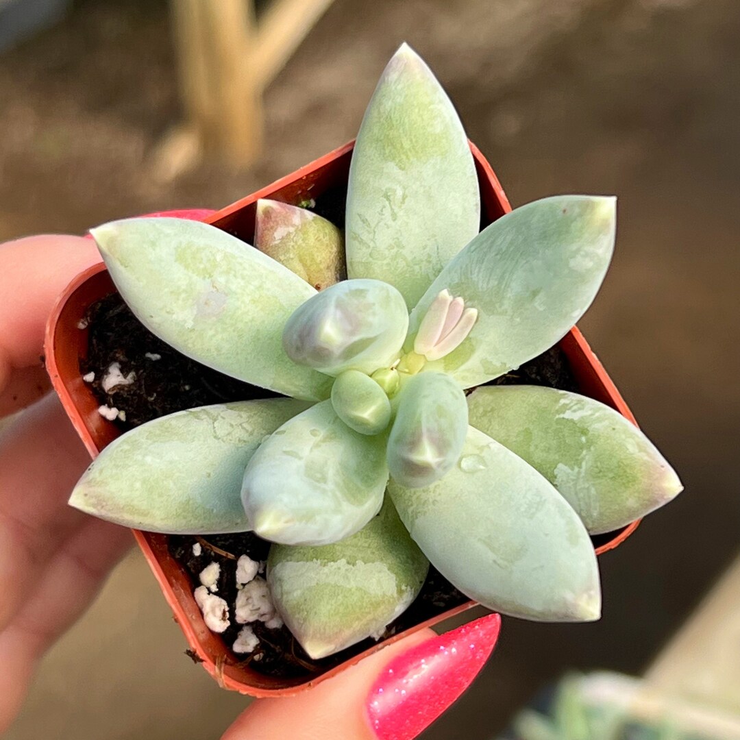2” Pachyphytum Moon Silver Succulent Plant - Etsy