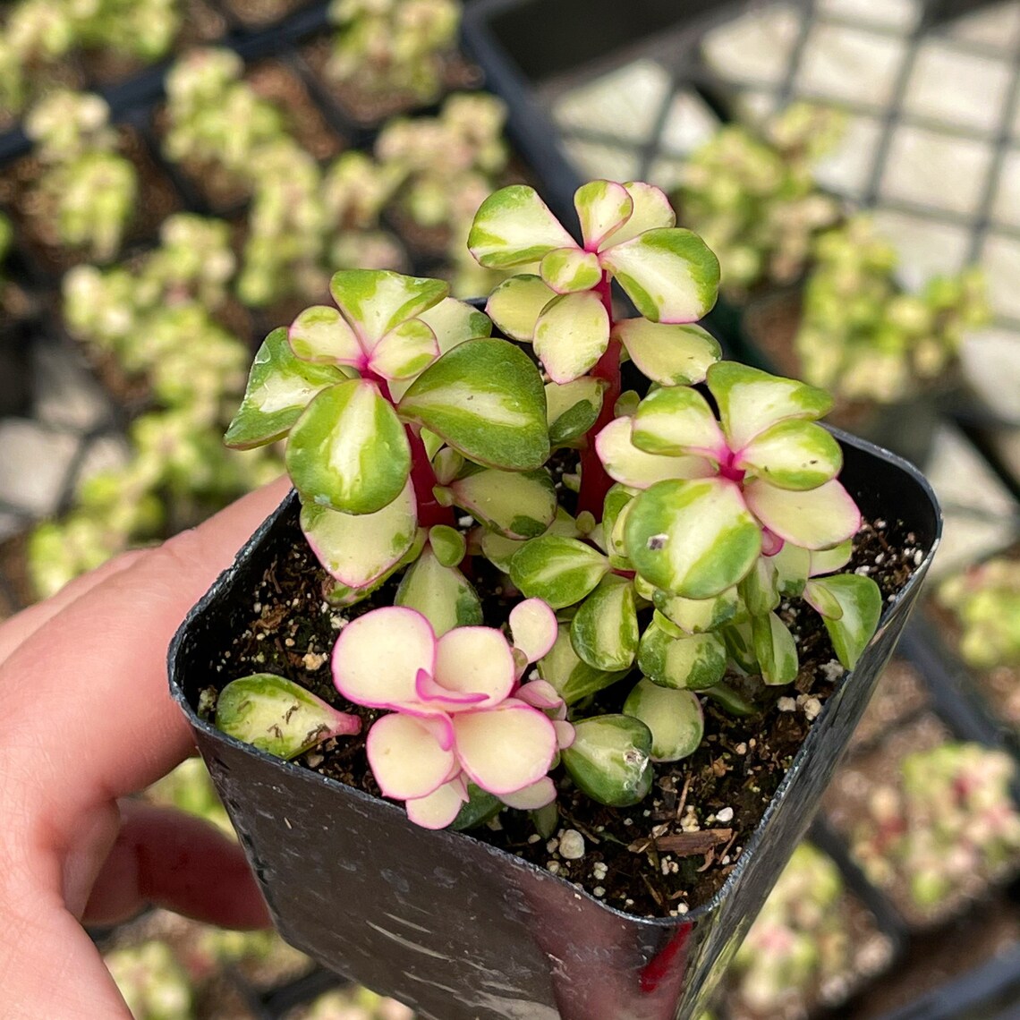 Portulacaria Variegata / Variegated / Bonsai - Etsy