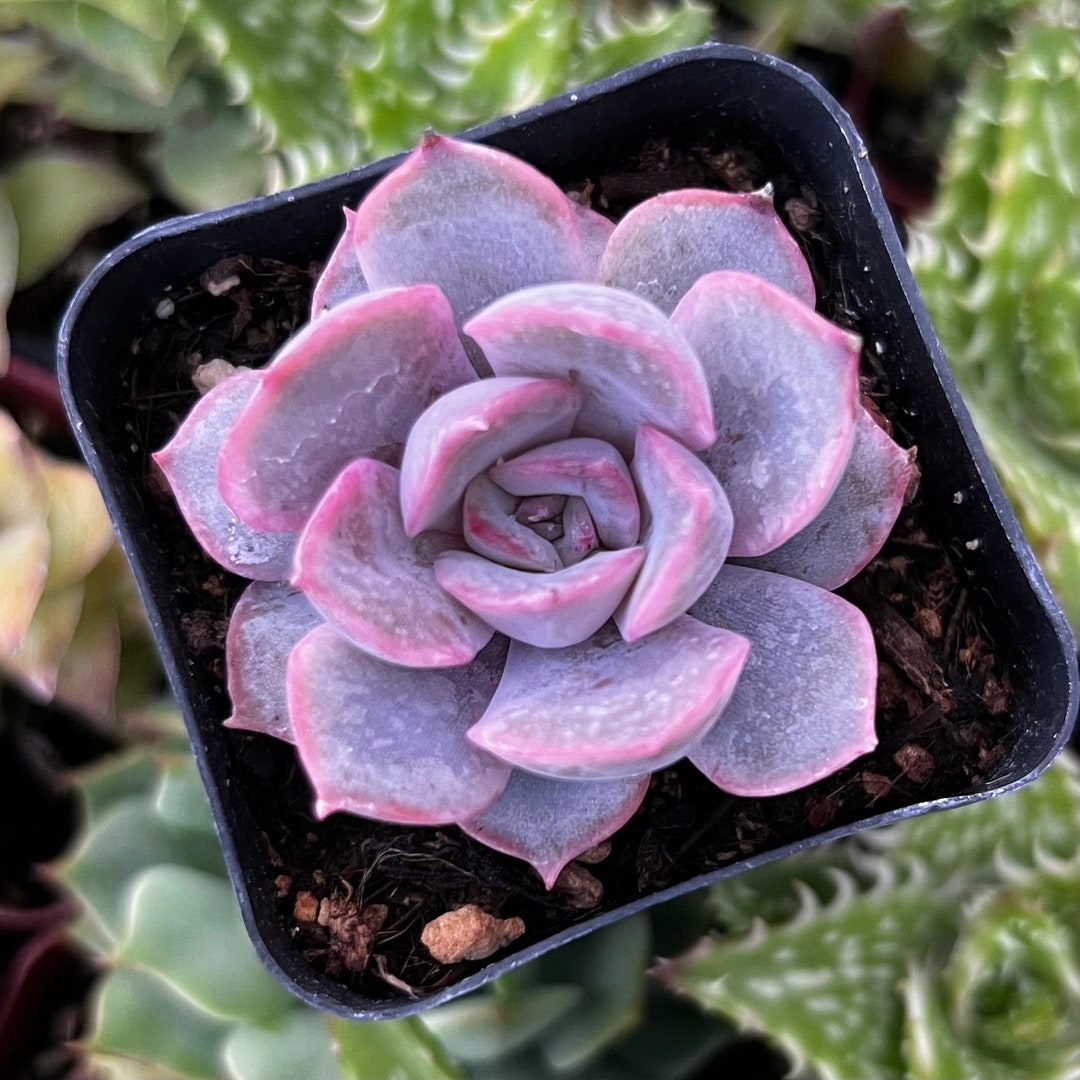 2” Echeveria Orion Succulent Plant - Etsy