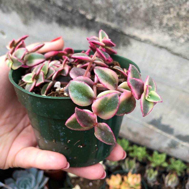 Crassula Pellucida Variegata / Pink Calico Kitten - Etsy