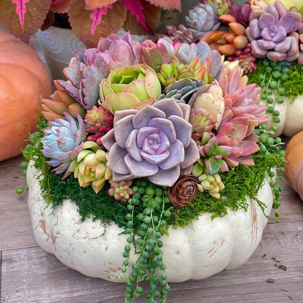 Succulent Centerpiece - Etsy