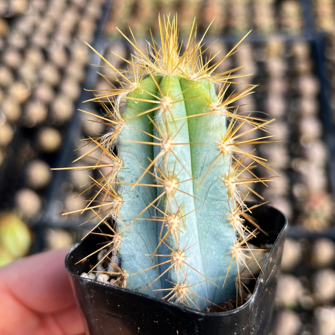 2” Pilosocereus Azureus Blue Torch Cactus - Etsy