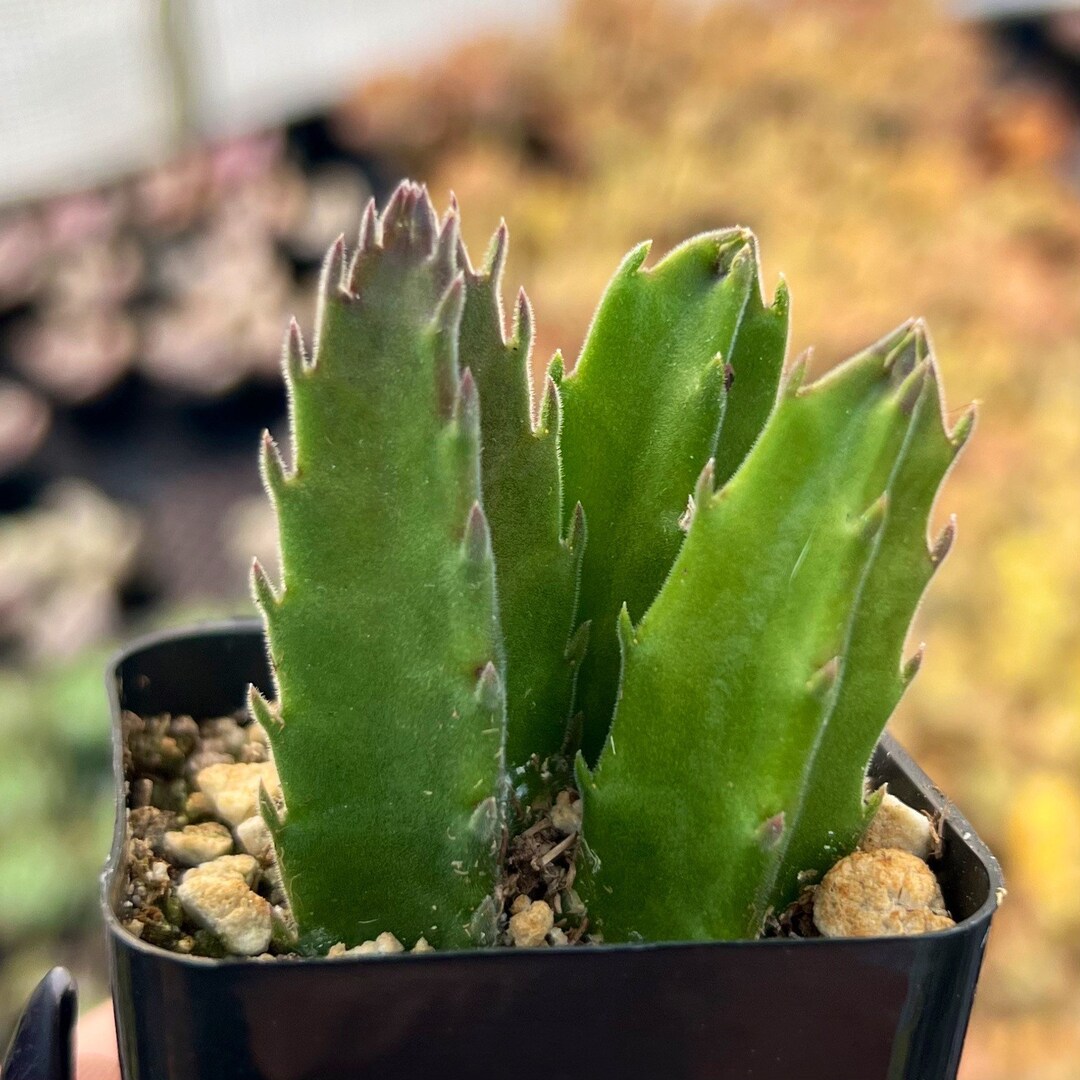 Stapelia Gigantea – Starfish Flower Succulent | Live Plant in 2” Pot - Etsy
