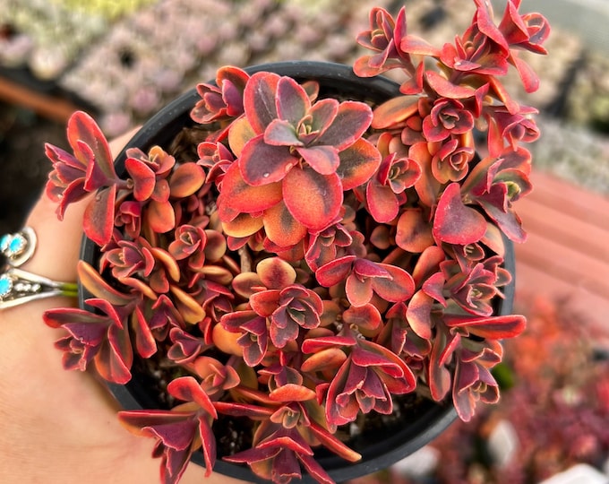 Sedum Sunsparkler Wildfire - Etsy