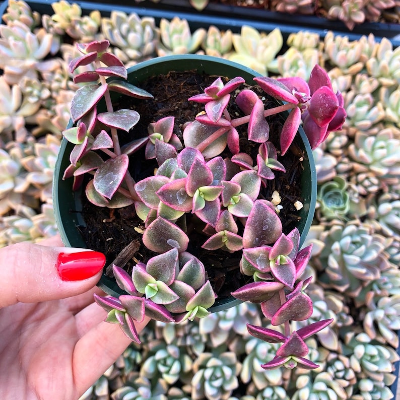 Crassula Pellucida Variegata / Pink Calico Kitten - Etsy
