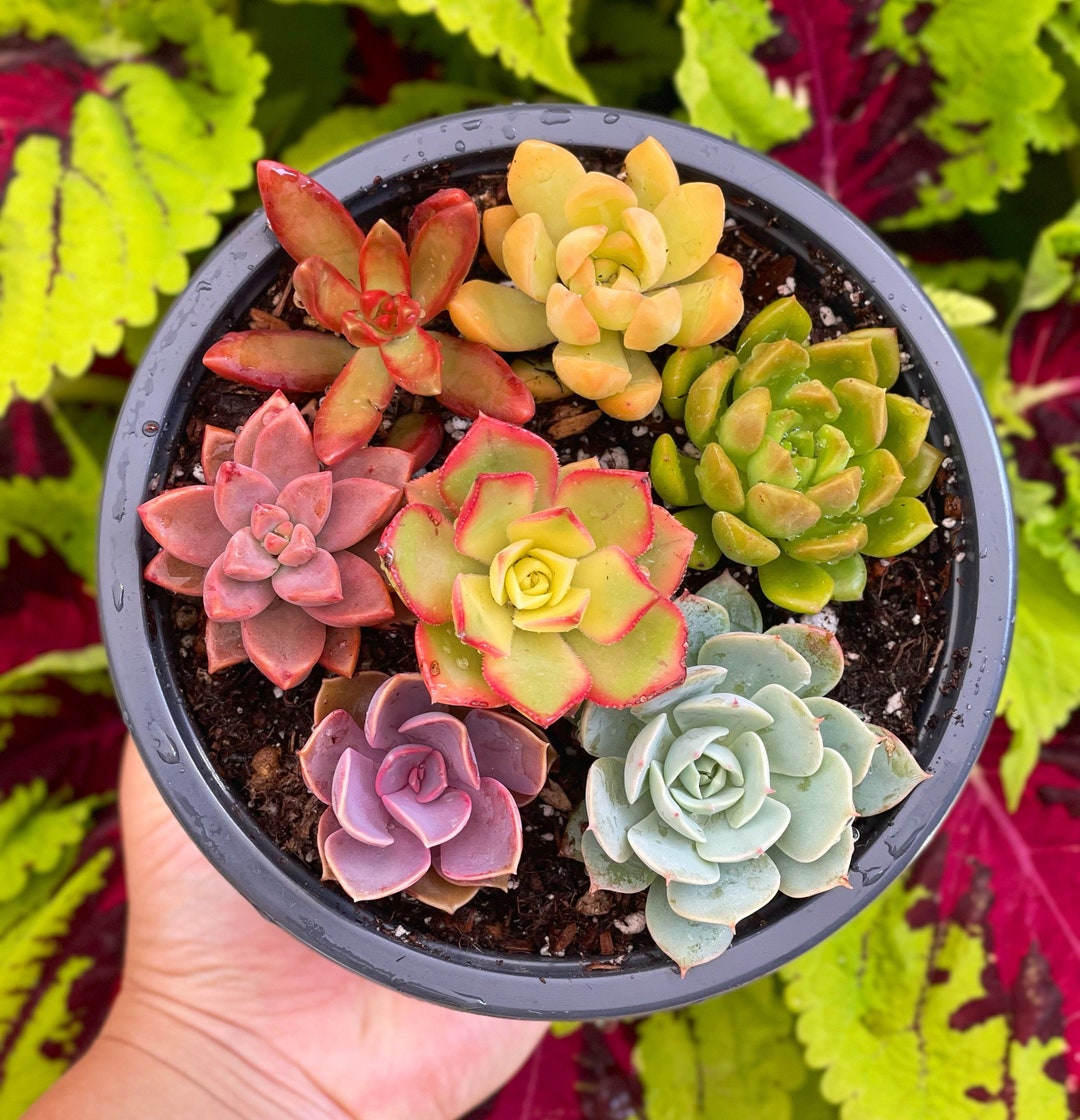 6” Rainbow Succulent Pot - Etsy
