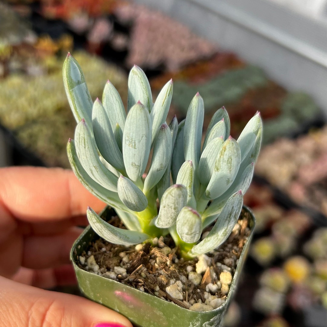 2” Blue Chalk Sticks Succulent Plant - Etsy