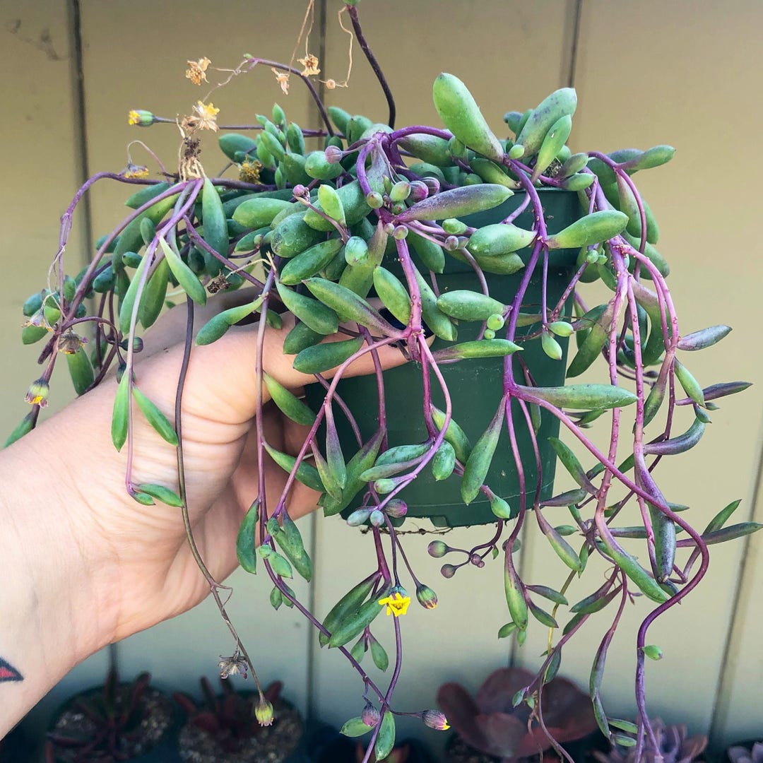 Ruby’s Necklace (string of Rubies) – Othonna Capensis in 4” Pot ...