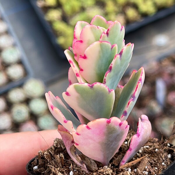 Variegated Kalanchoe - Etsy