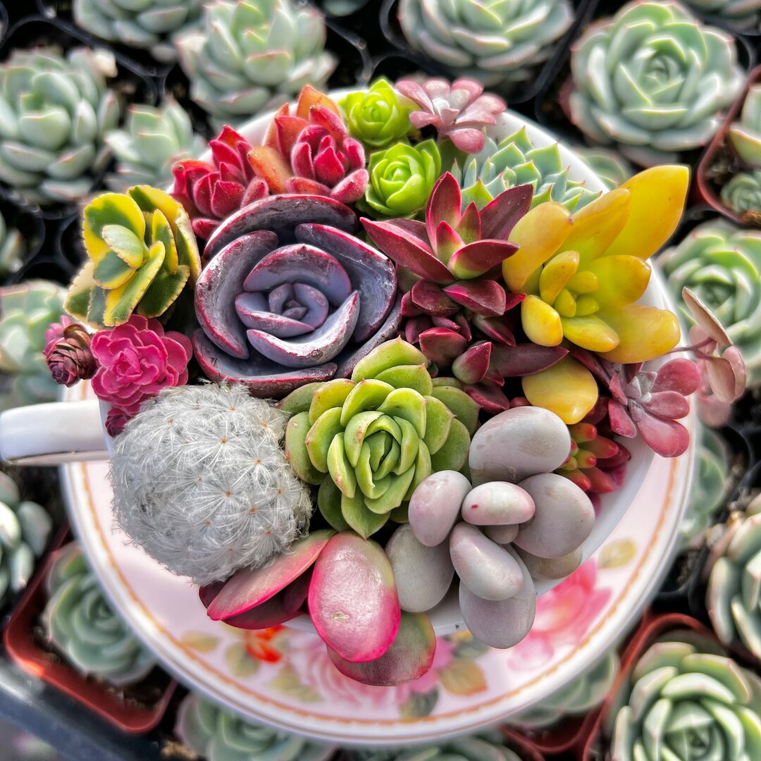 Pink Flower Succulent Teacup With Saucer - Etsy