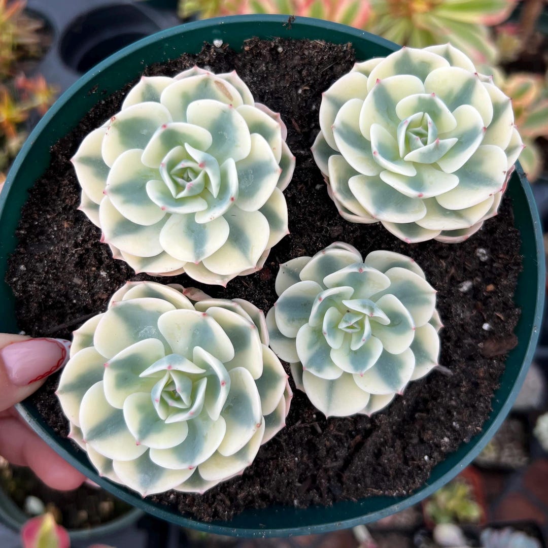 Echeveria Compton Carousel Variegata Cluster / Lenore Dean / Rare Korean Variegated Succulent ...