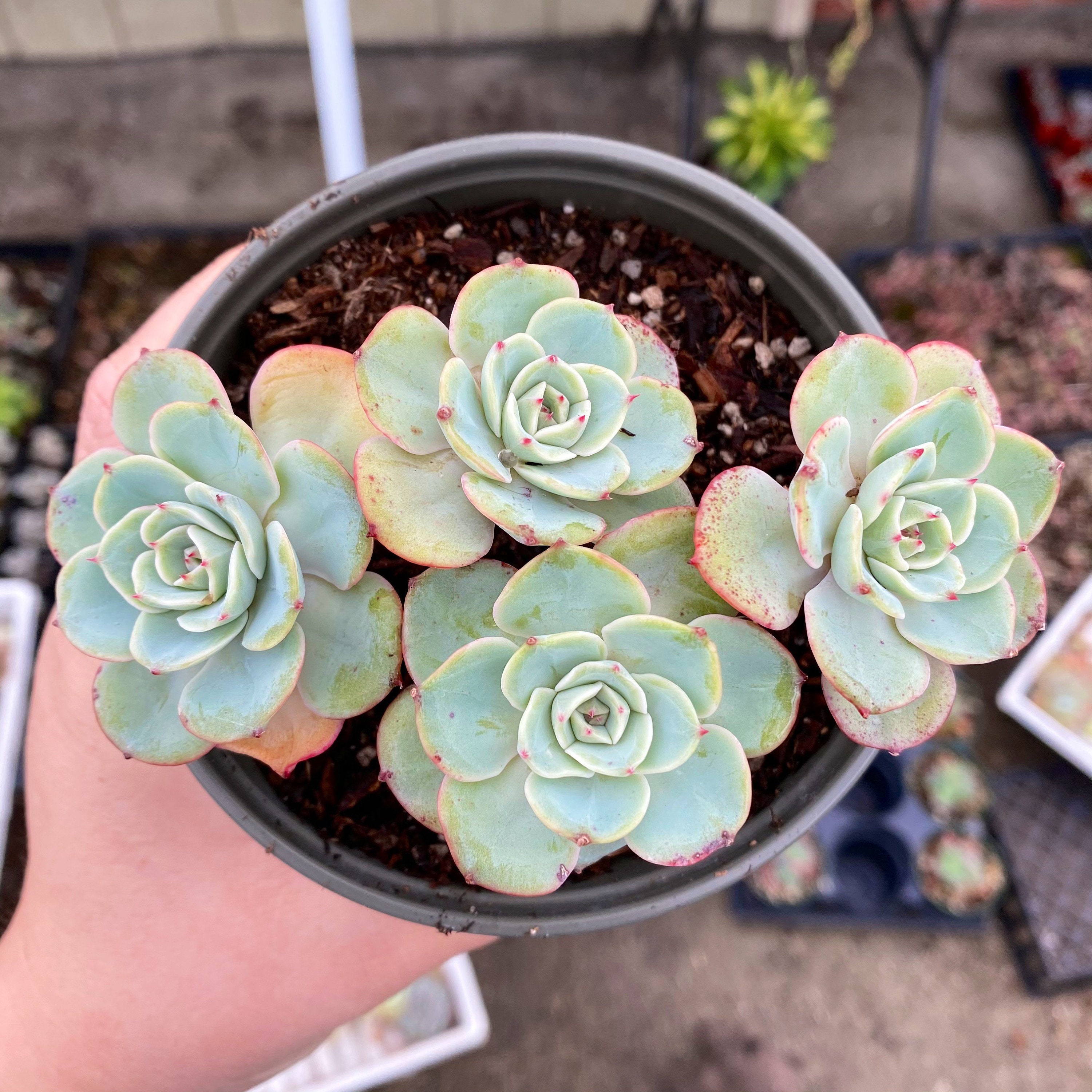 Succulents Echeveria Atlantis Rare Korean Succulent Home & Hobby etna ...