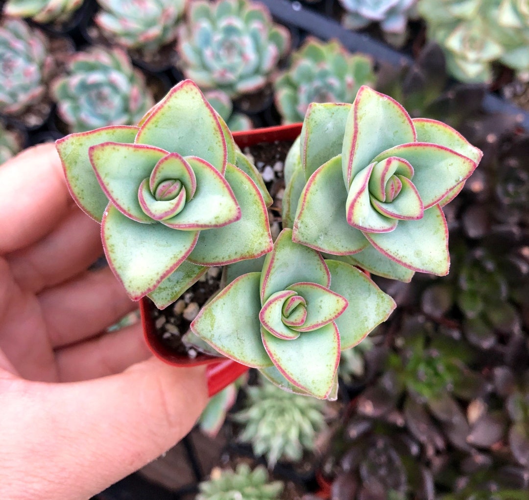 2” Crassula String of Buttons Succulent Plant - Etsy