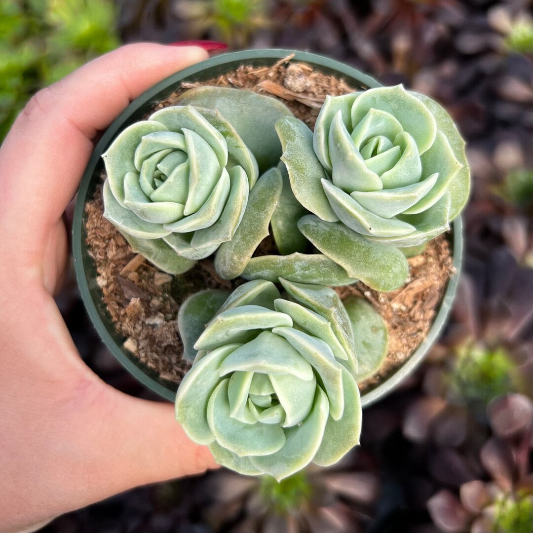 Graptoveria Lovely Rose – Rare Succulent in 4” Pot – Rosette Form ...