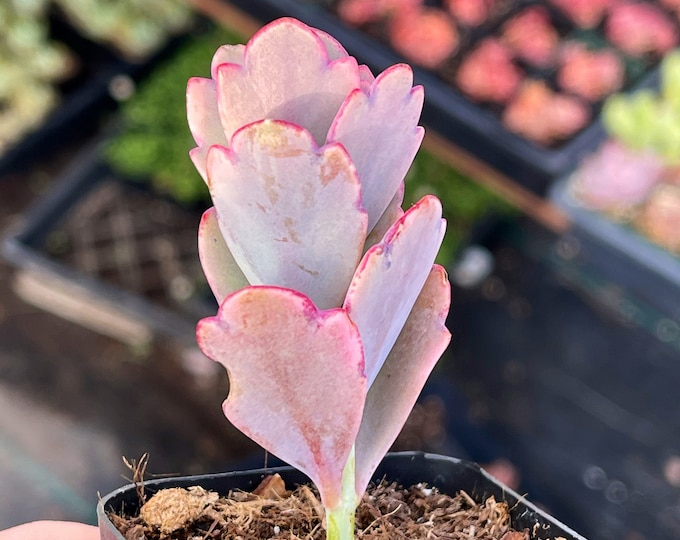 Kalanchoe Fedtschenkoi ‘lavender Scallops’ – Succulent in 2” Pot – Pink ...