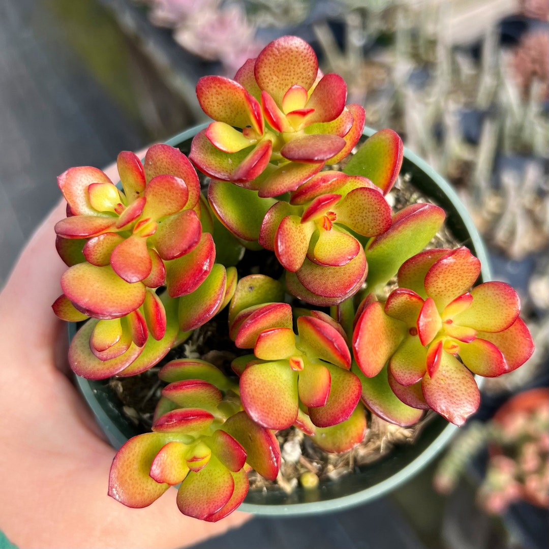 4” Crassula Ovata Compacta Jade / Bonsai Succulent Plant - Etsy
