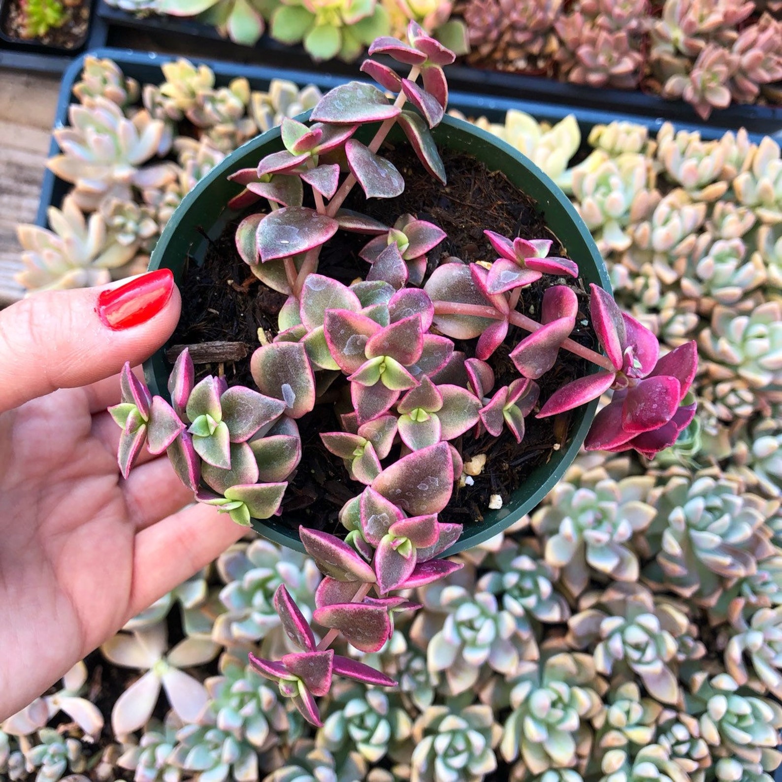 Crassula Pellucida Variegata / Pink Calico Kitten - Etsy