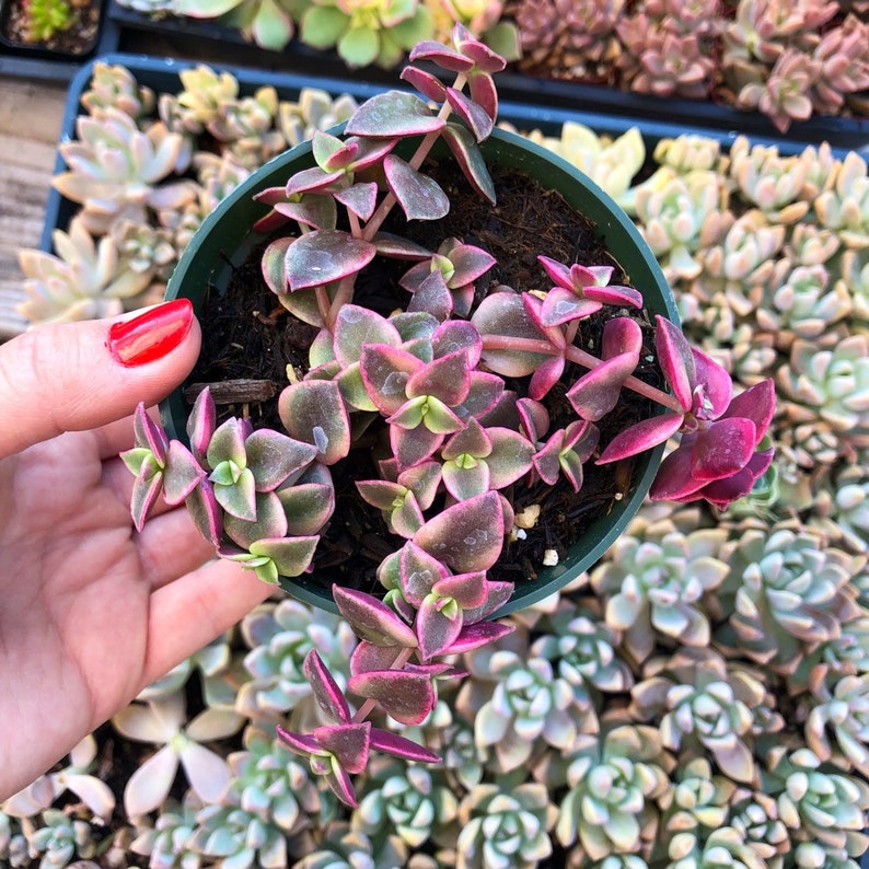Crassula Pellucida Variegata / Pink Calico Kitten - Etsy