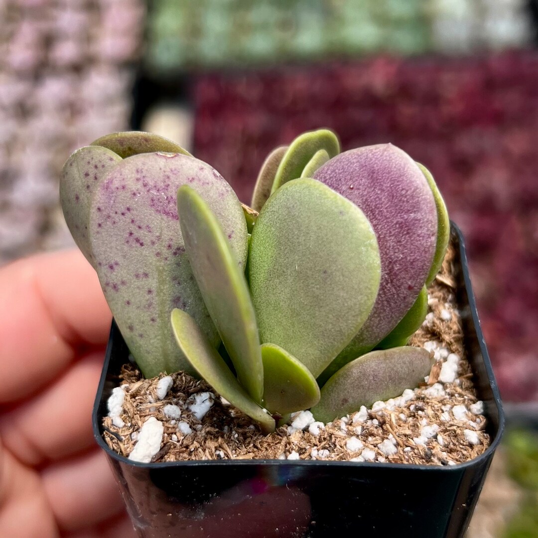 2 Trailing Jade - Etsy