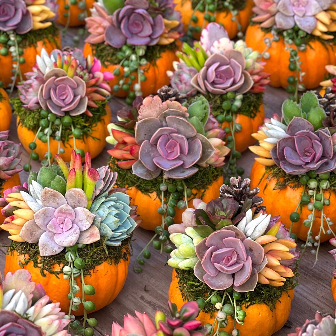 Mini Pumpkin Succulent Arrangement: Fall Centerpiece, Thanksgiving ...