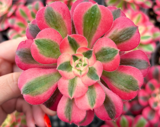 4” Aeonium Pink Witch / Rare Korean Variegated Succulent - Etsy